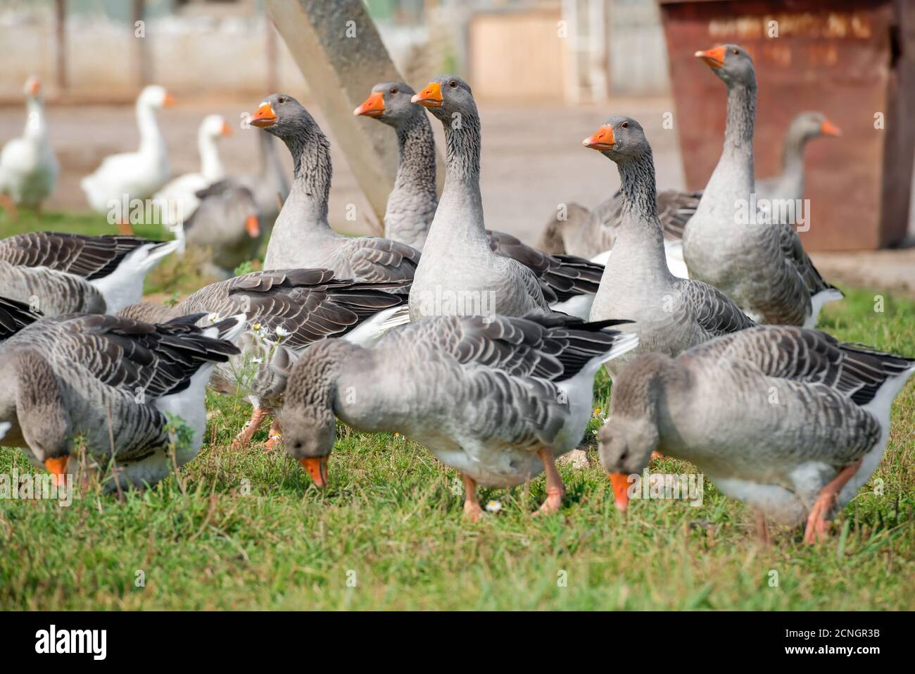 Geese walk on the territory of a livestock farm on a summer day Stock ...