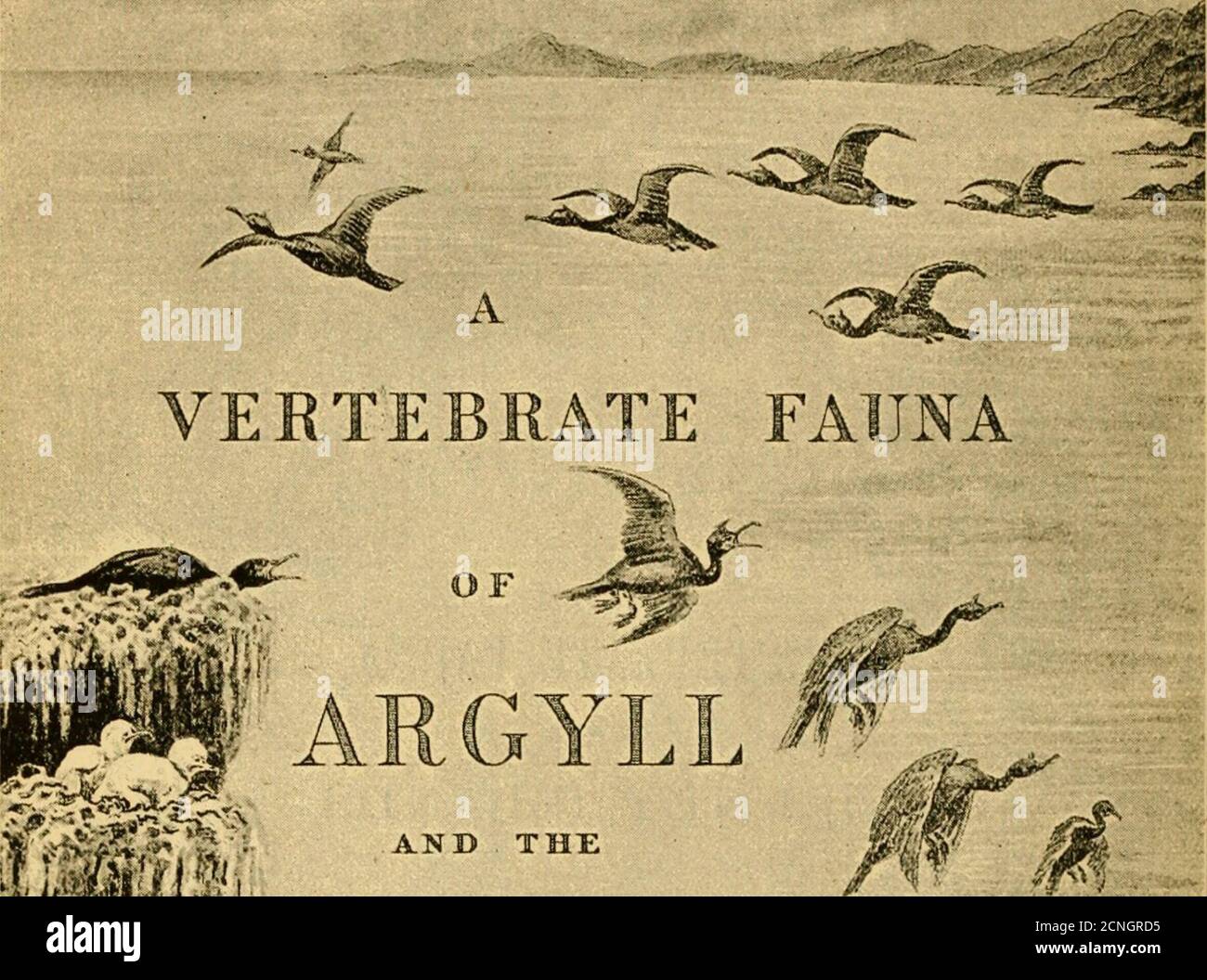 Proverbs And Sayings About Birds