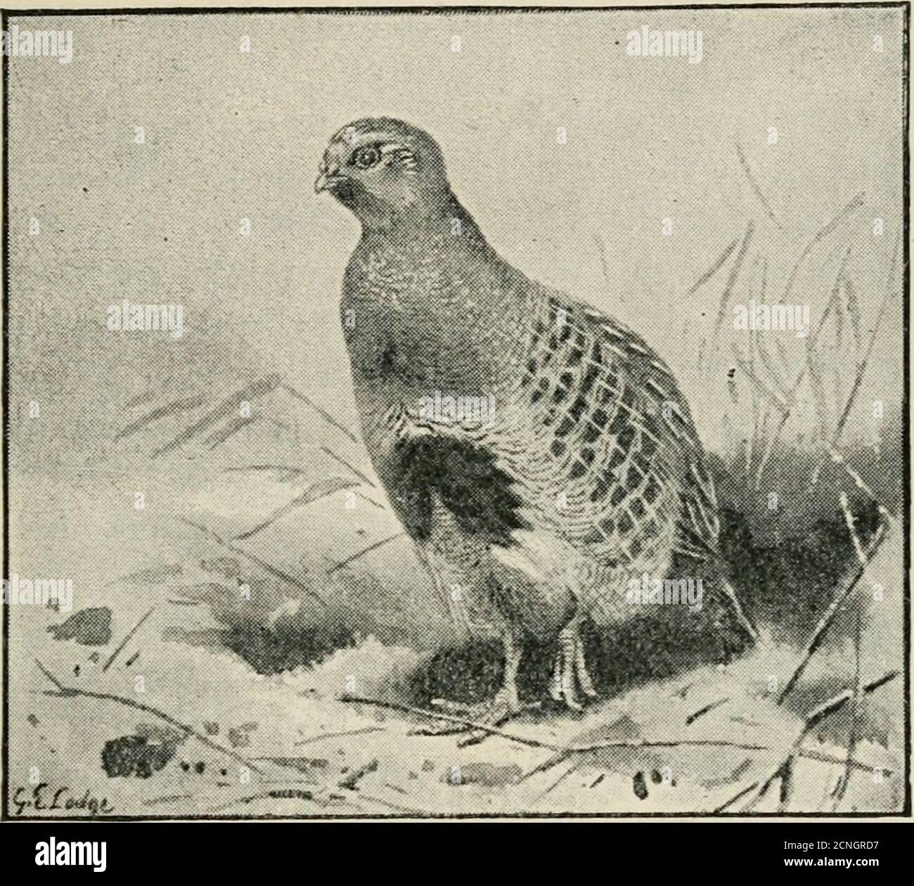 . British birds . Fio. 90.—Red-legged Paktkidge. ^ natural size. It ...