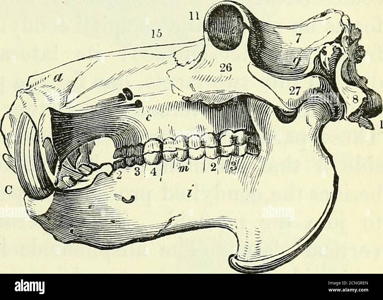 Hippopotamus anatomy hi-res stock photography and images - Alamy