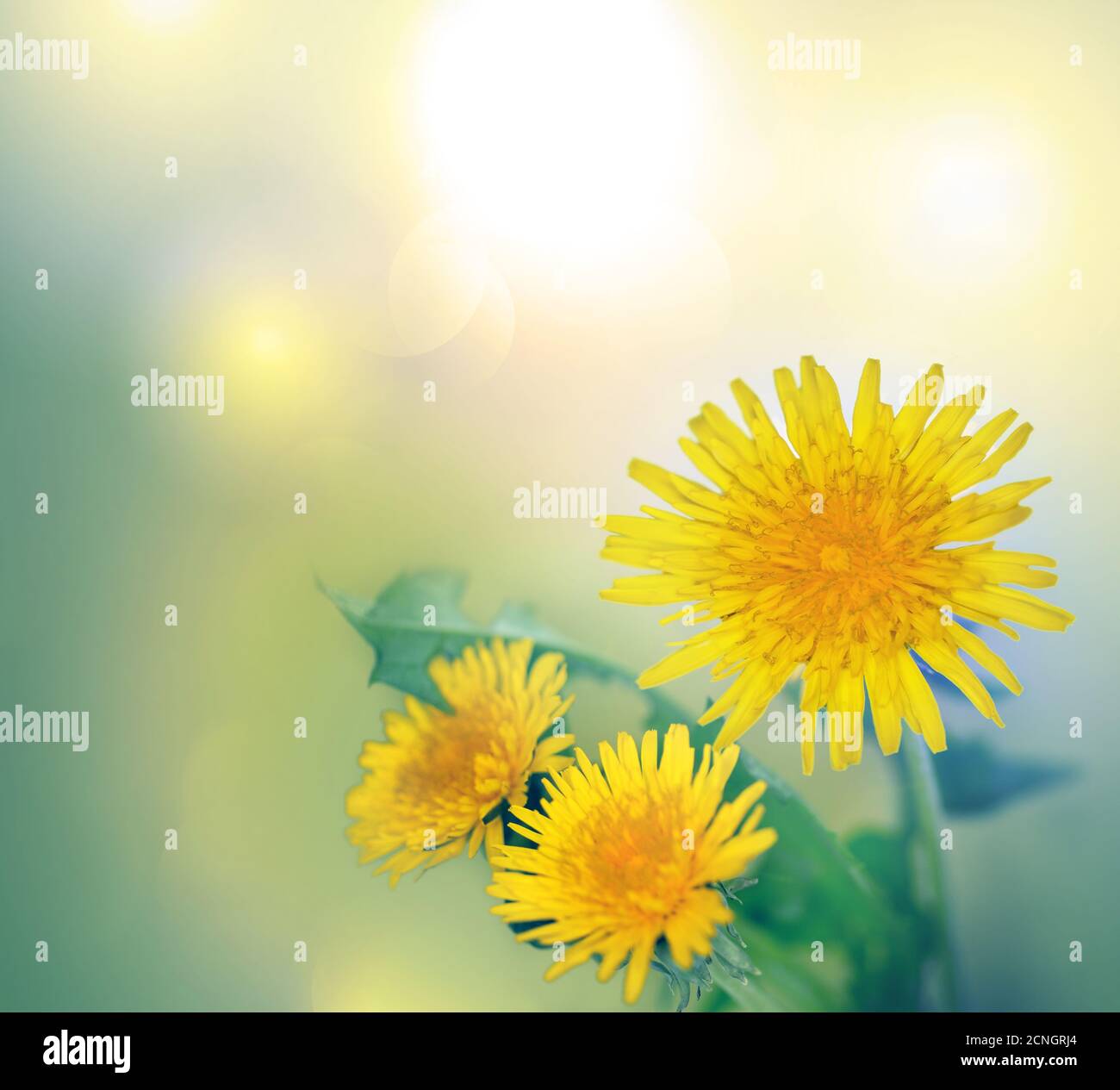 Natural spring color hi-res stock photography and images - Alamy