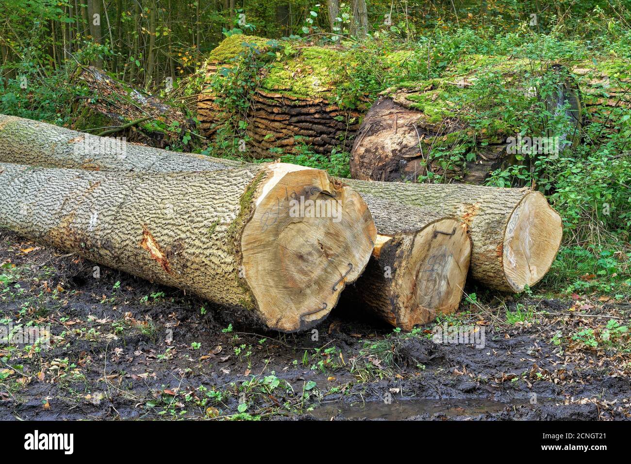 European ash tree logs. In the background rots a large poplar trunk ...
