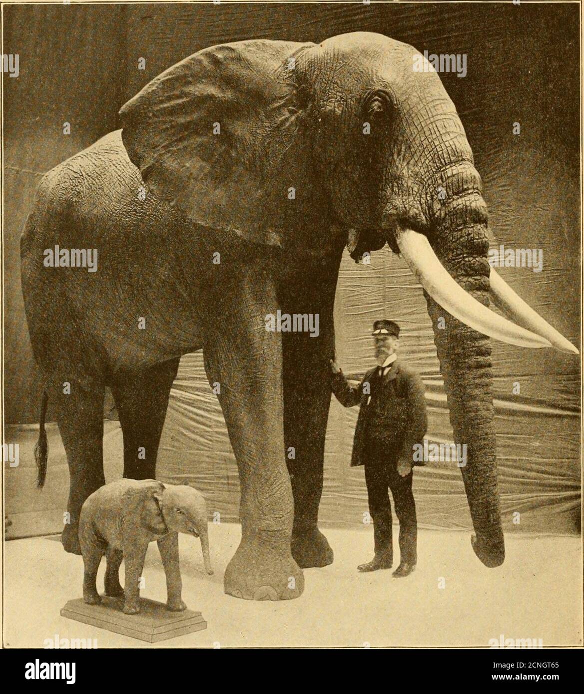 Tusks british royal hi-res stock photography and images - Alamy