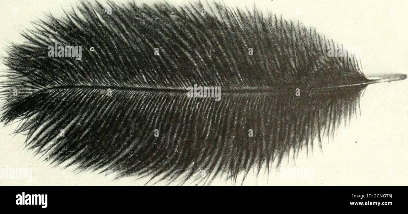 Owl primary wing feather hi-res stock photography and images - Alamy