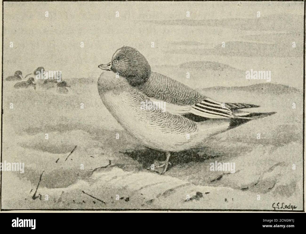 . British birds . e sea is shallow, and is partial to coasts where ...