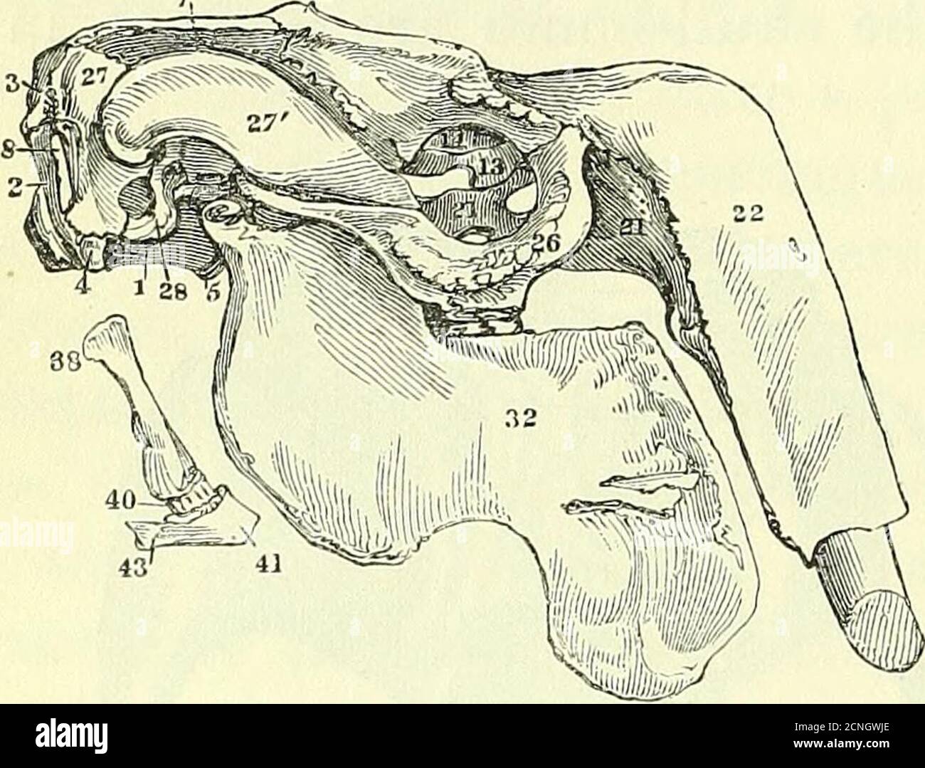 Dugong anatomy hi-res stock photography and images - Alamy
