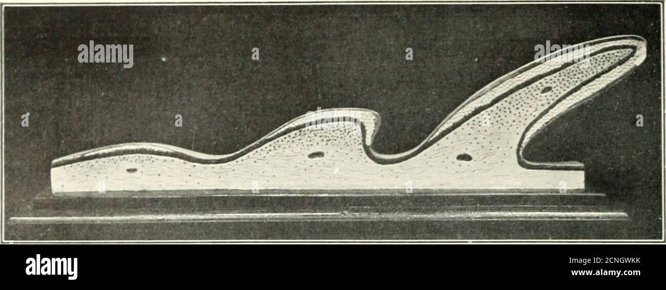 Structure of a fish scale hi-res stock photography and images - Alamy