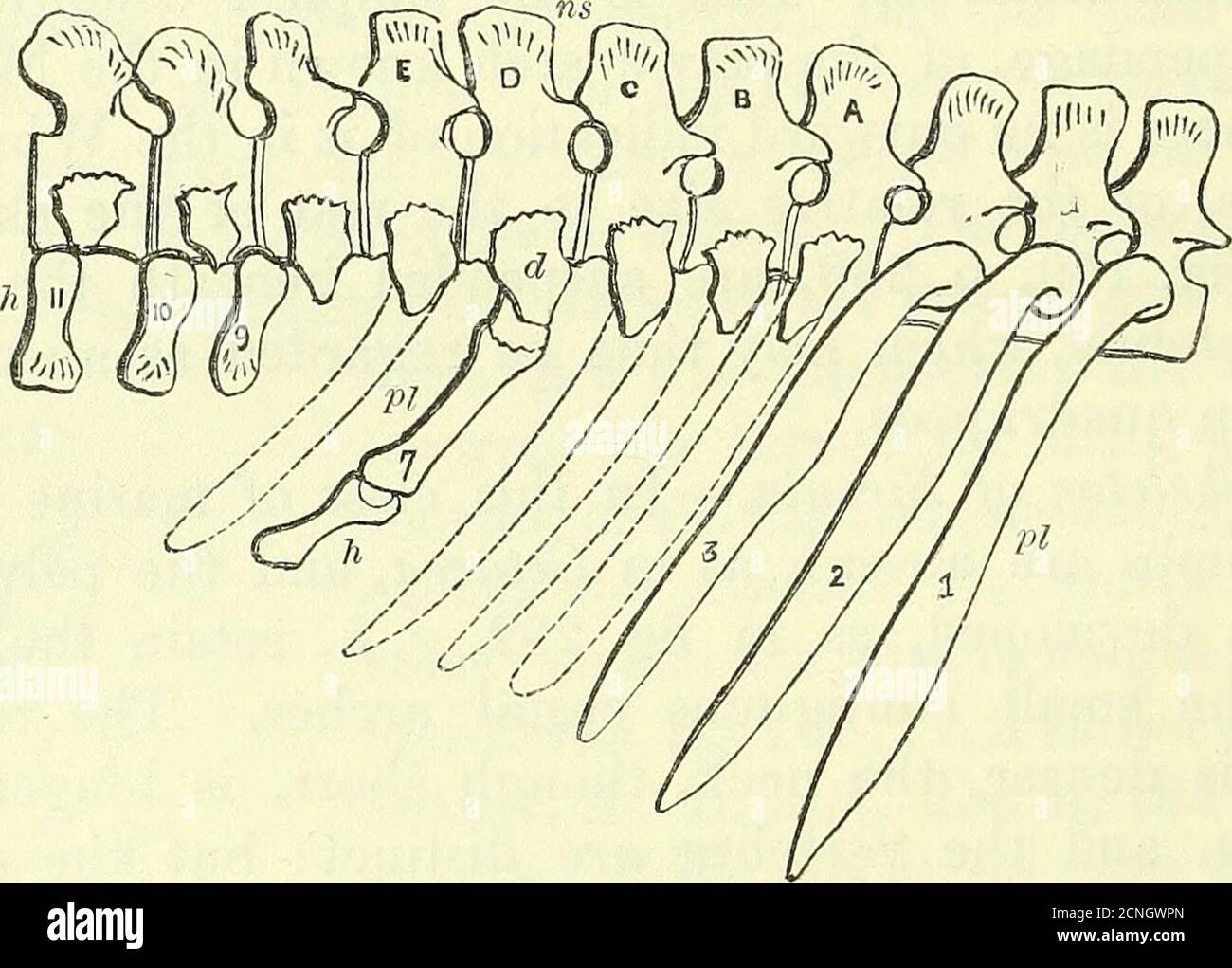 . On the anatomy of vertebrates [electronic resource] . e shores of ...