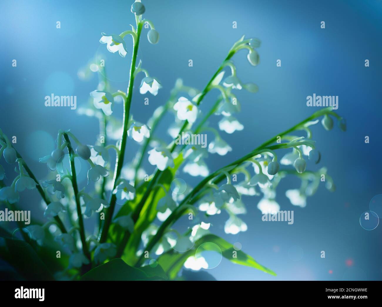 lily of the valley flowers Stock Photo - Alamy