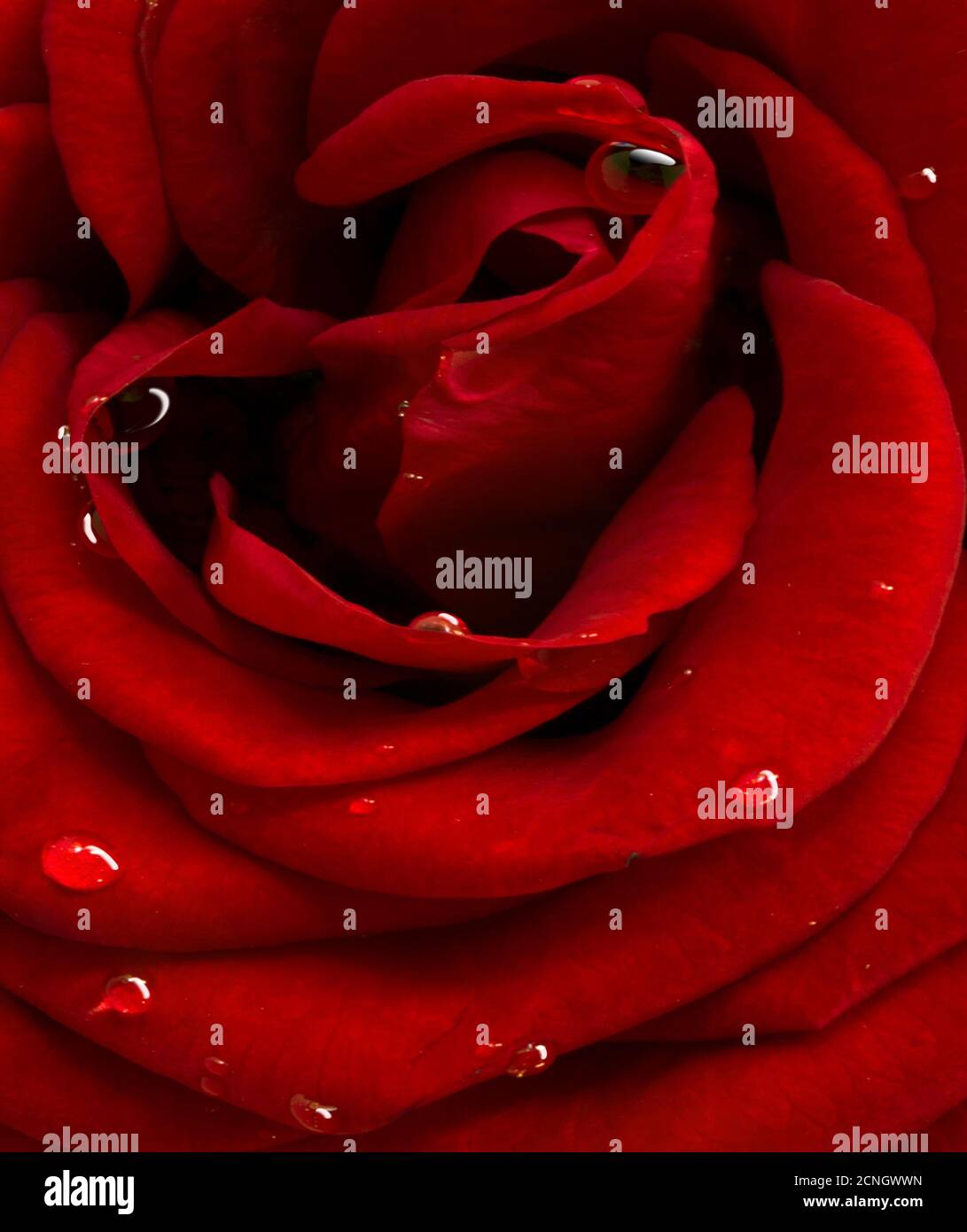 Closed rose flowers hi-res stock photography and images - Alamy