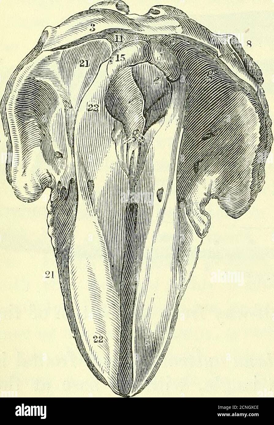 Mandibular ramus hi-res stock photography and images - Alamy