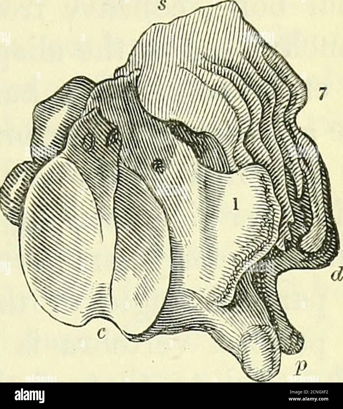 Whales anatomy hi-res stock photography and images - Alamy