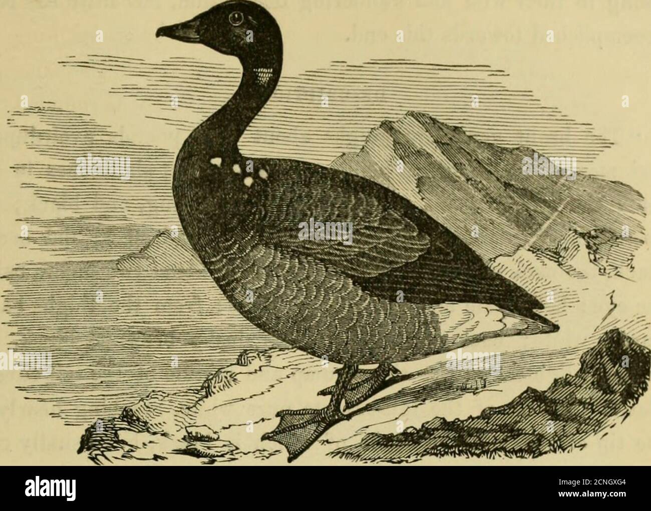 Brent fish hi-res stock photography and images - Alamy