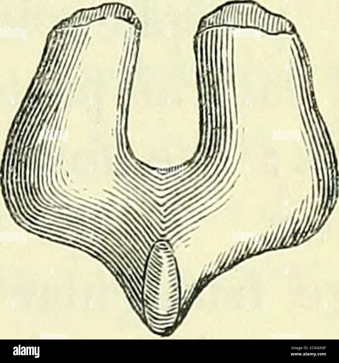 . On the anatomy of vertebrates [electronic resource] . rior ...