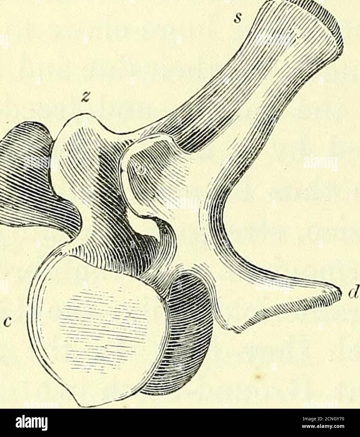 . On the anatomy of vertebrates [electronic resource] . ooseand ...