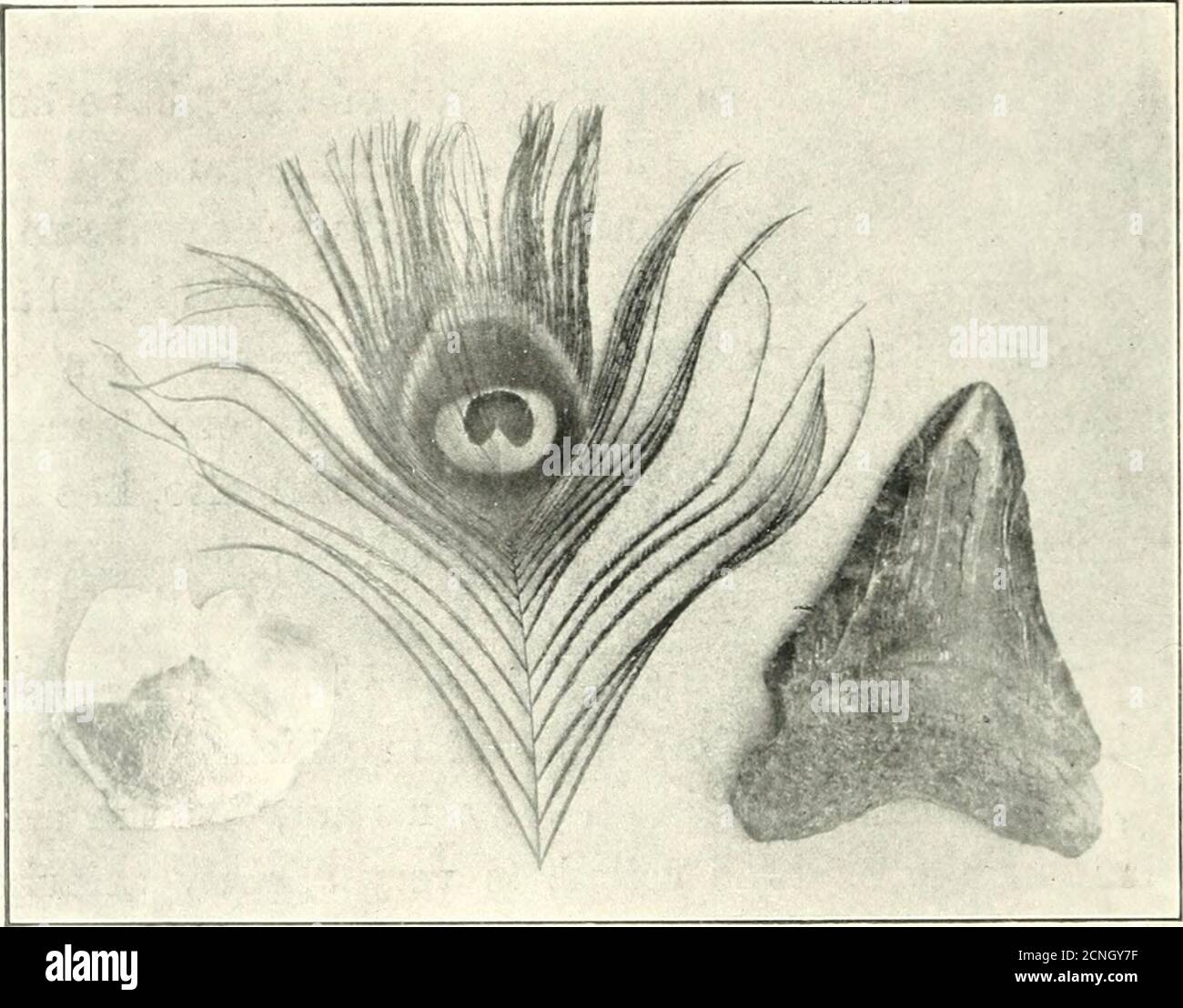 . The bird, its form and function . ment First let us look at the skin ...