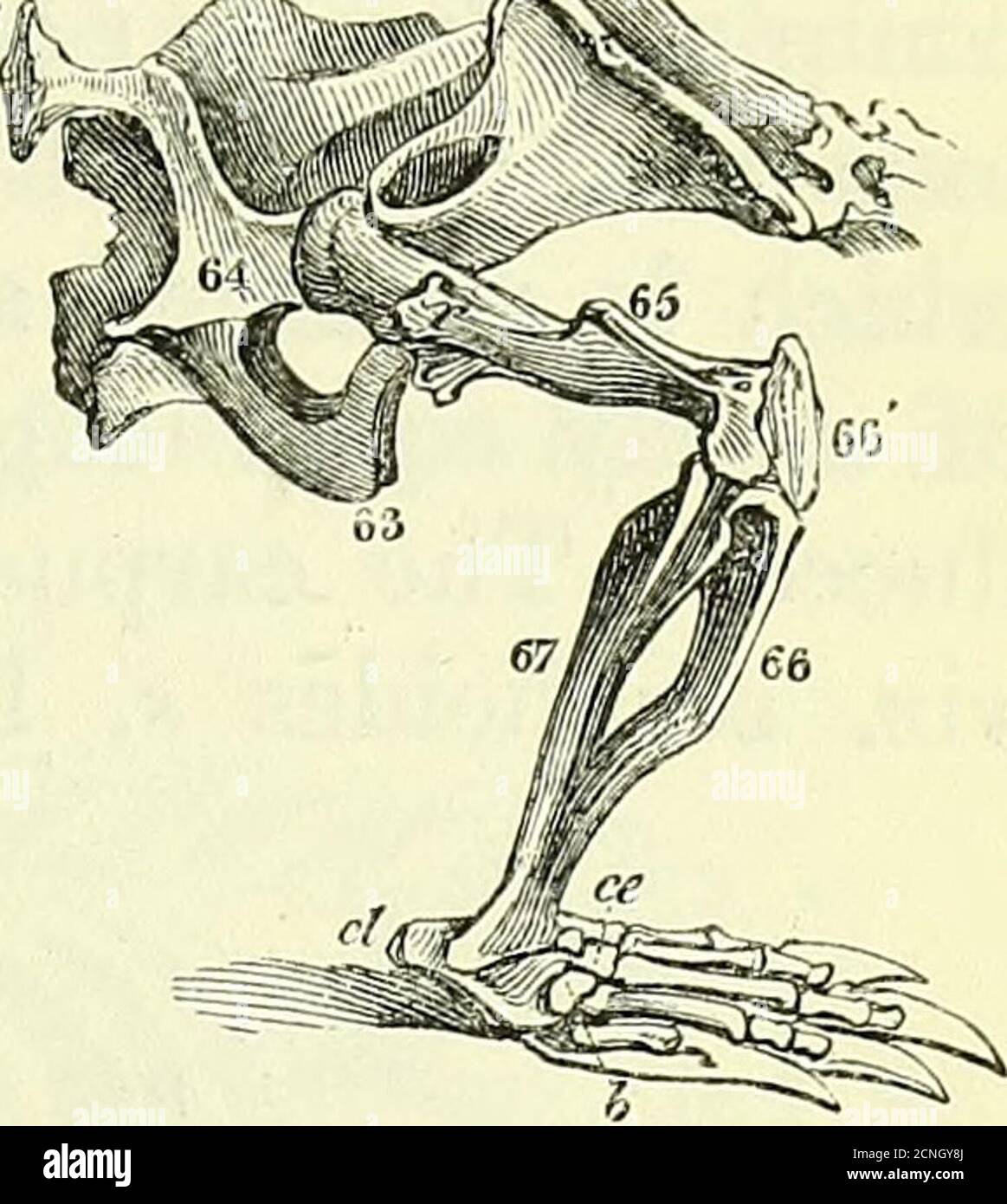 . On the anatomy of vertebrates [electronic resource] . ge sesamoid ...