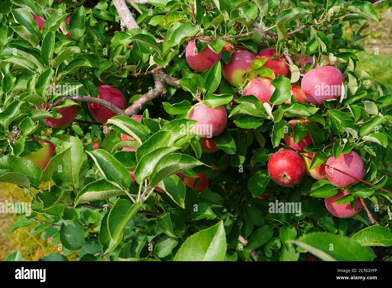 Fresh apples growing on trees at an apple orchard Stock Photo - Alamy
