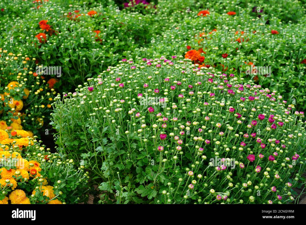 Colorful chrysanthemum flowers growing in the garden Stock Photo - Alamy