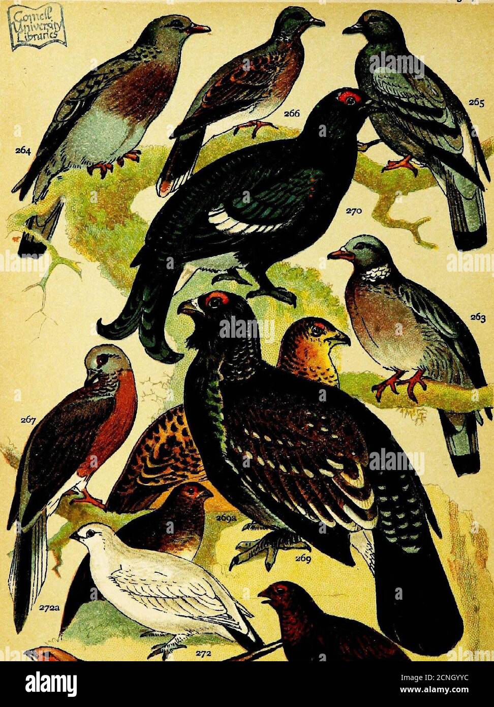 . Our country's birds and how to know them. A guide to all the birds of ...