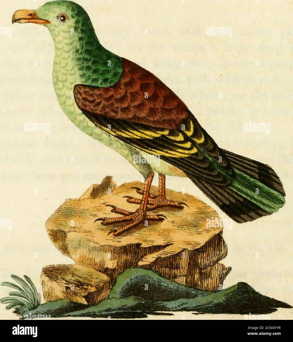 . A general history of birds . ava, where it is called Bouron-Jouane ...