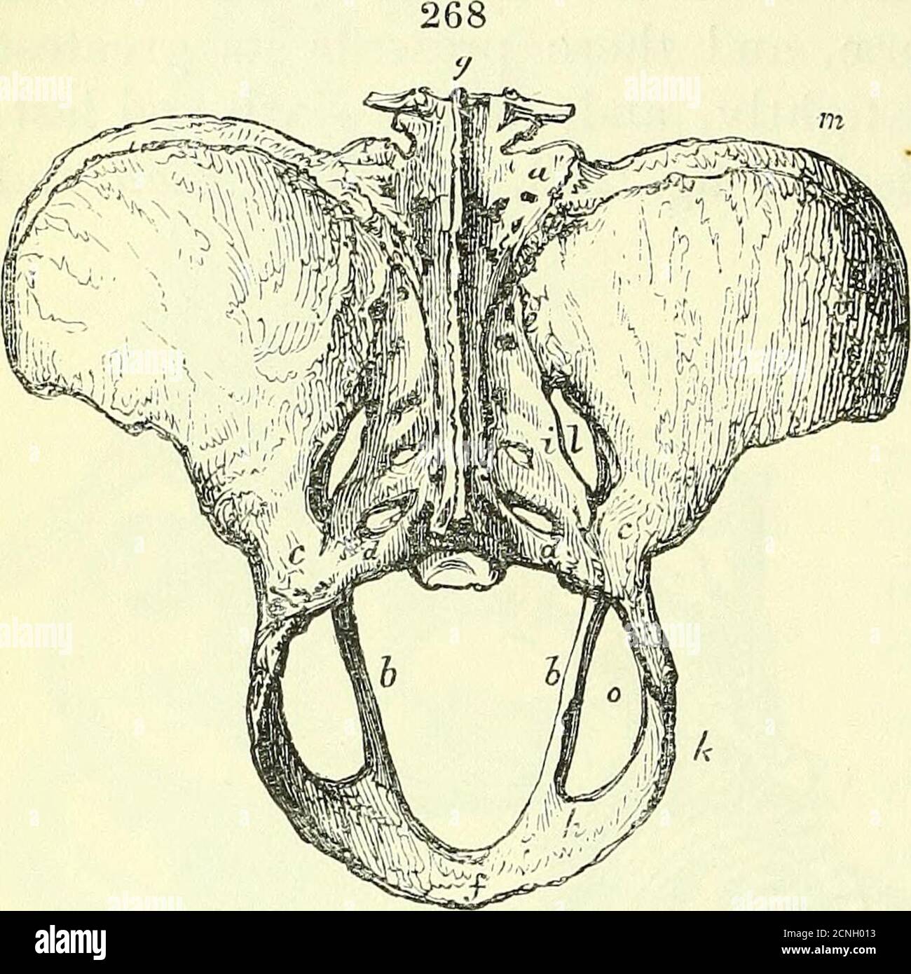 . On the anatomy of vertebrates [electronic resource] . Mylodon ...