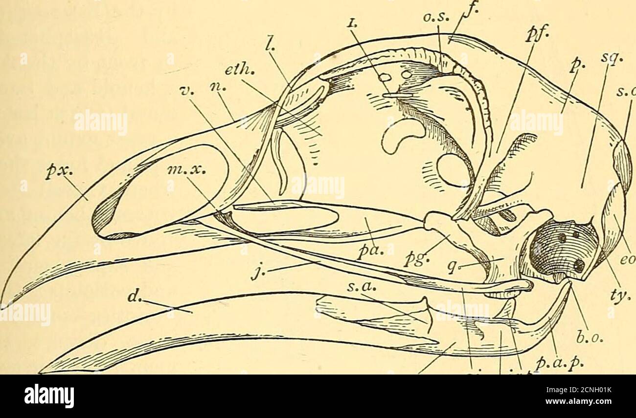 . A dictionary of birds . ed. being the remnants of the dorsal half of ...