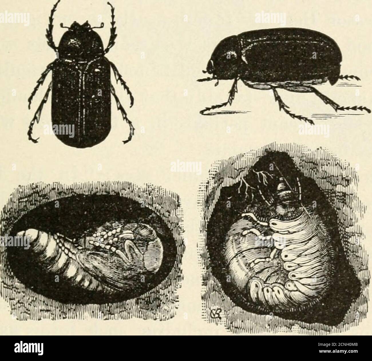 Strange birds nests hi-res stock photography and images - Alamy