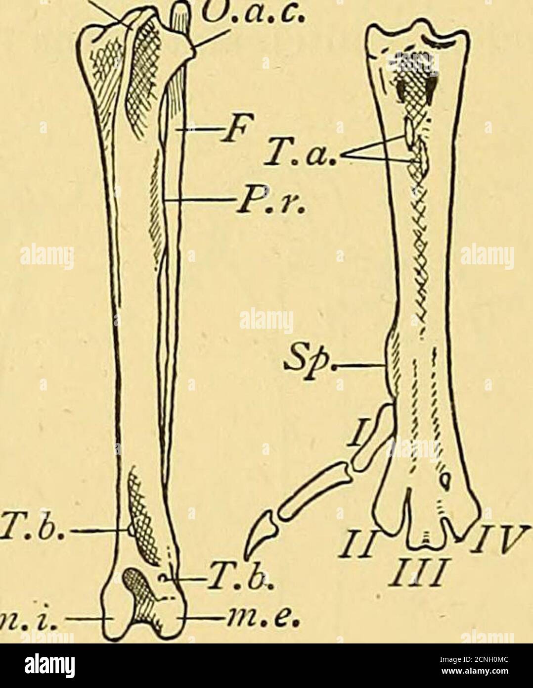 . A dictionary of birds . not named below, butit remains tendinous or ...