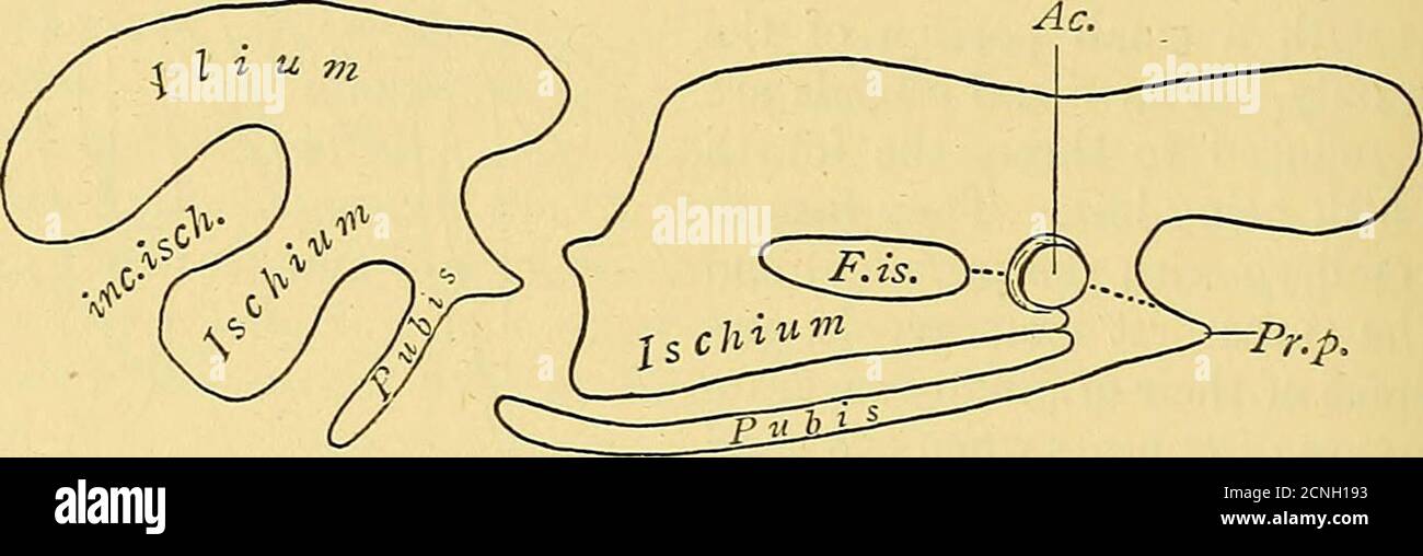Pollex skeleton hi-res stock photography and images - Alamy