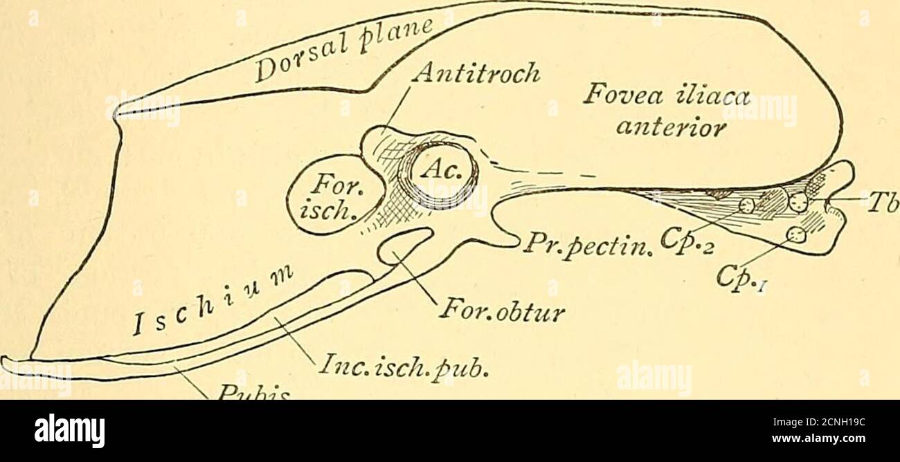 . A dictionary of birds . hcnisci, and osseous or cartilaginous ...