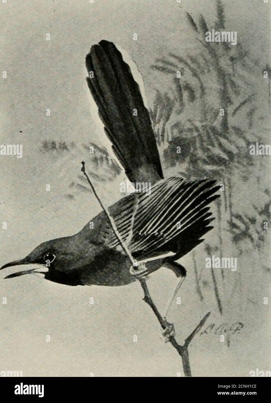 Trilling bird hi-res stock photography and images - Alamy