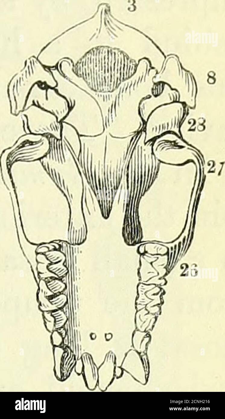 . On the anatomy of vertebrates [electronic resource] . Skull of Bat ...