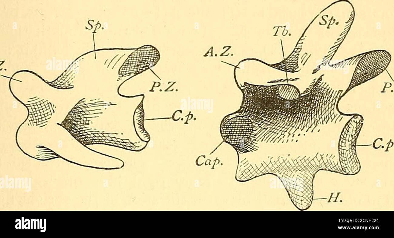 . A dictionary of birds . leftbasidorsal piece, forming a neural arch ...