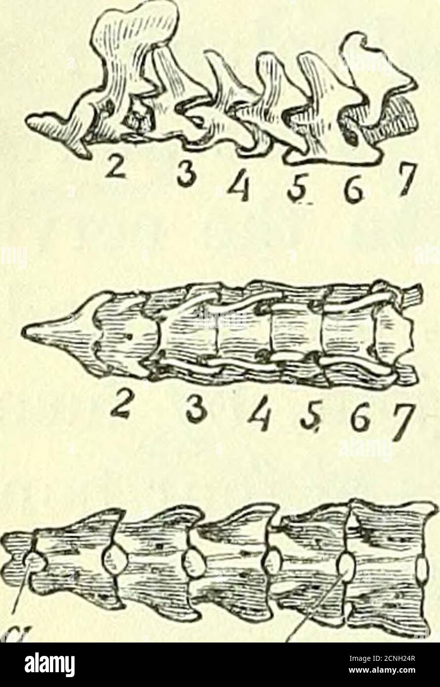 . On the anatomy of vertebrates [electronic resource] . spines are low ...