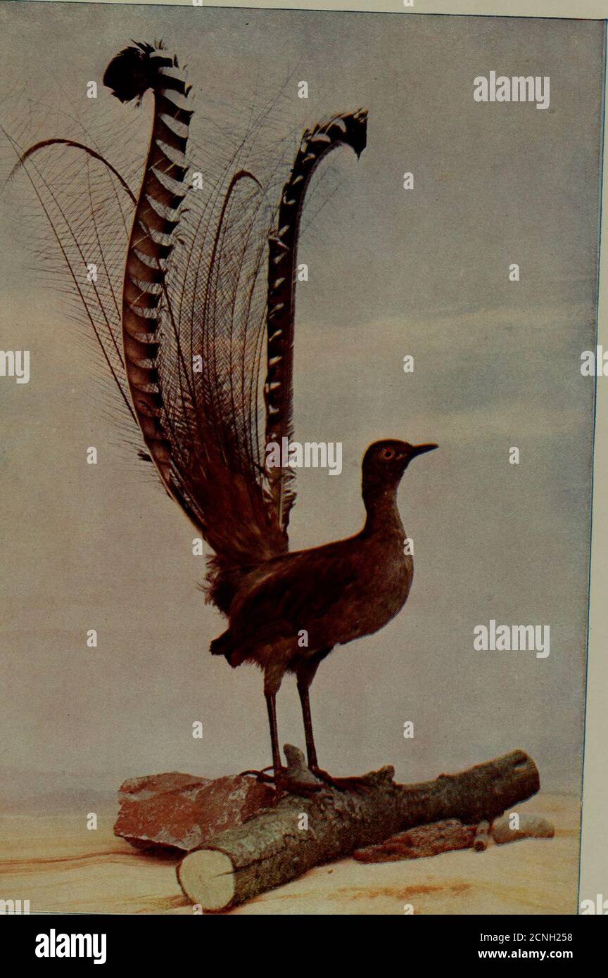 . Alabama bird day book . erts Lyre-bird, the tail is very different ...