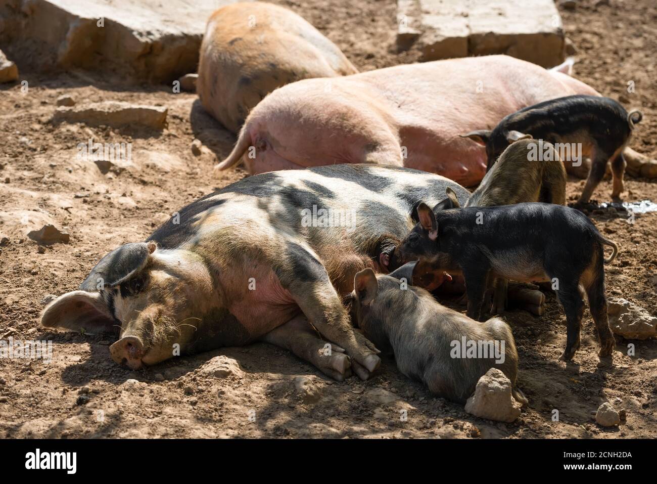 Pig mother with her little piglets in the pen at the farm Stock Photo ...