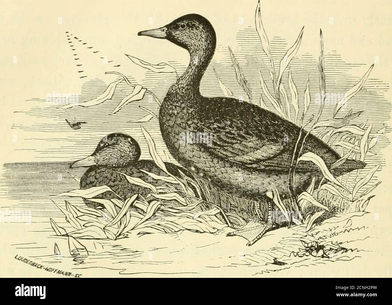 Dusky duck hi-res stock photography and images - Alamy