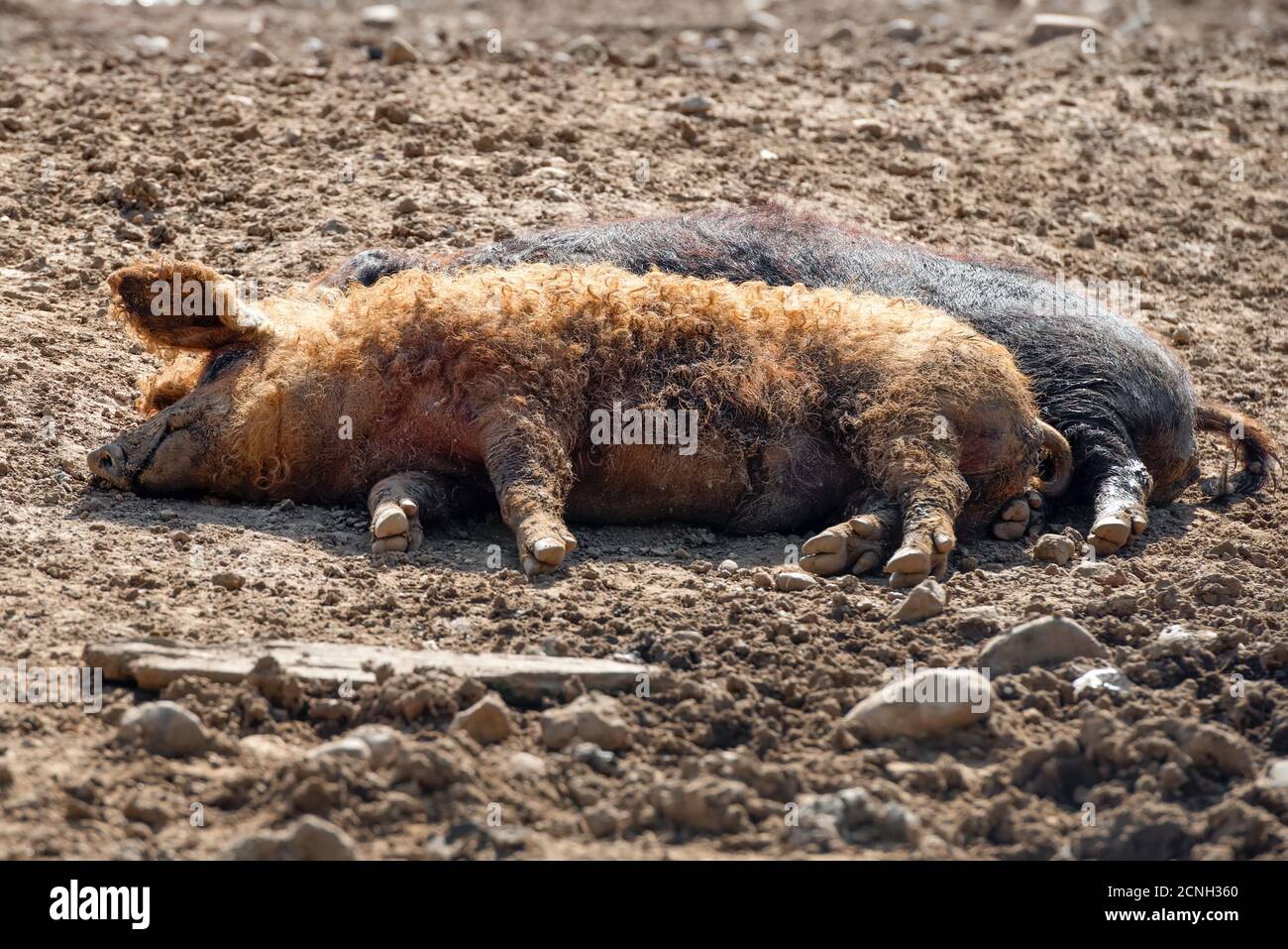 Piglets on a summer day at the farm are sleeping Stock Photo - Alamy