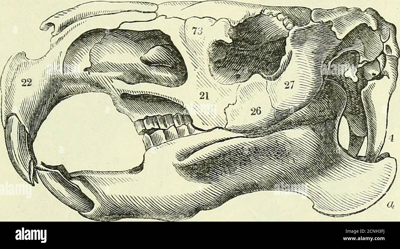 Common capybara hi-res stock photography and images - Alamy