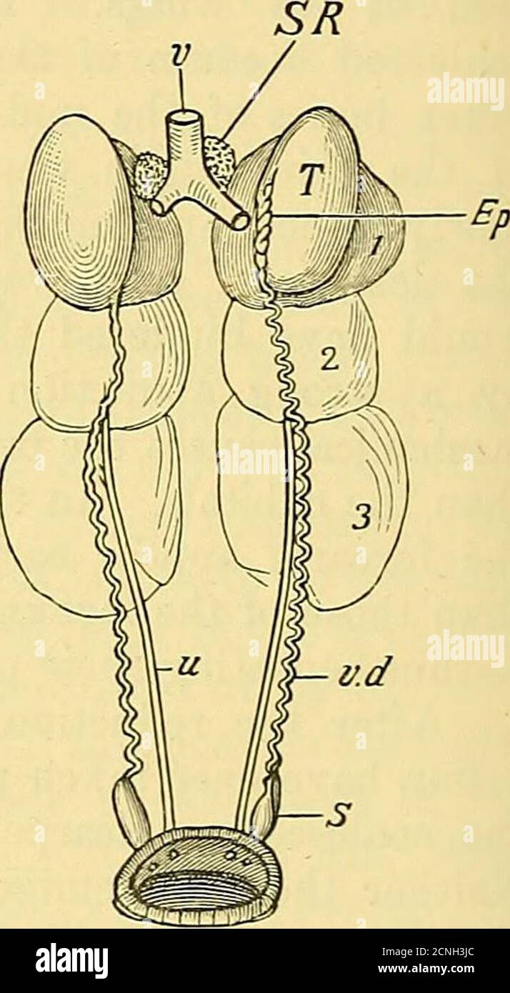 Bookauthorlyde hi-res stock photography and images - Alamy