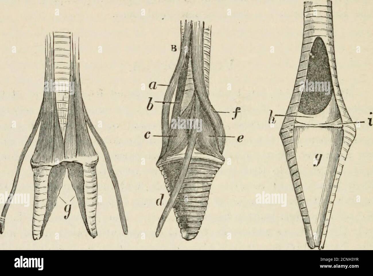 Voice organs hi-res stock photography and images - Alamy