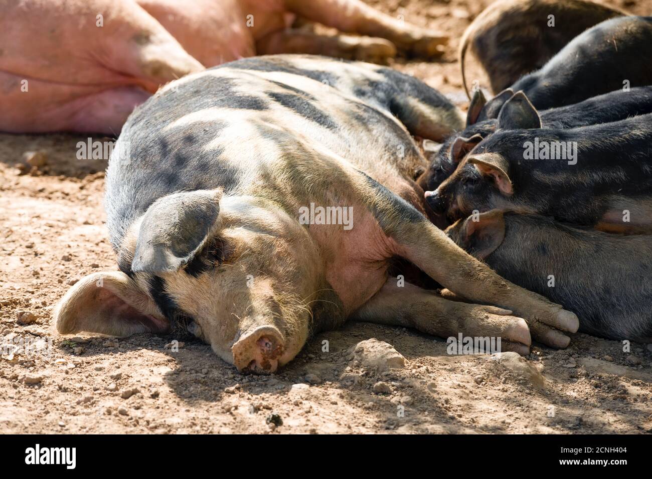 Pig mother with her little piglets in the pen at the farm Stock Photo ...
