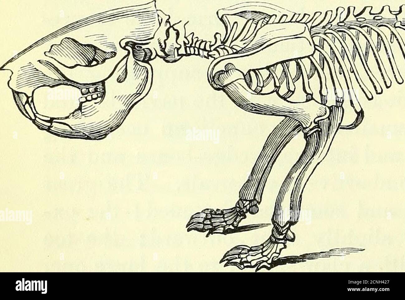 . On the anatomy of vertebrates [electronic resource] . Hare (Lepus ...
