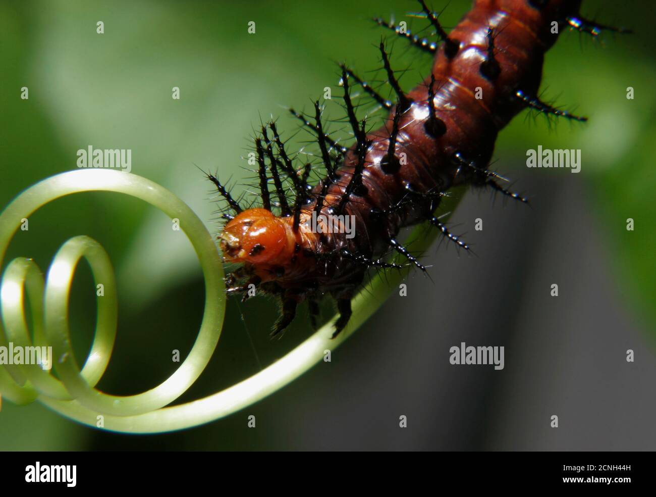 Tendrils animal hi-res stock photography and images - Alamy
