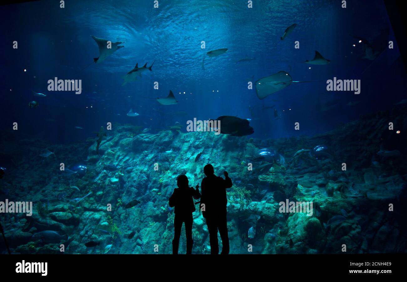 Flagship species hi-res stock photography and images - Alamy