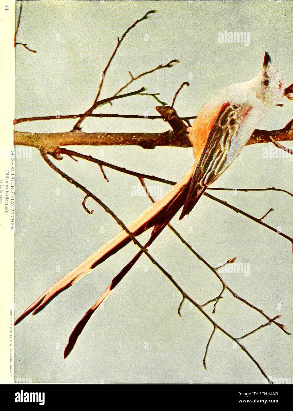 . Birds and nature in natural colors : being a scientific and popular ...