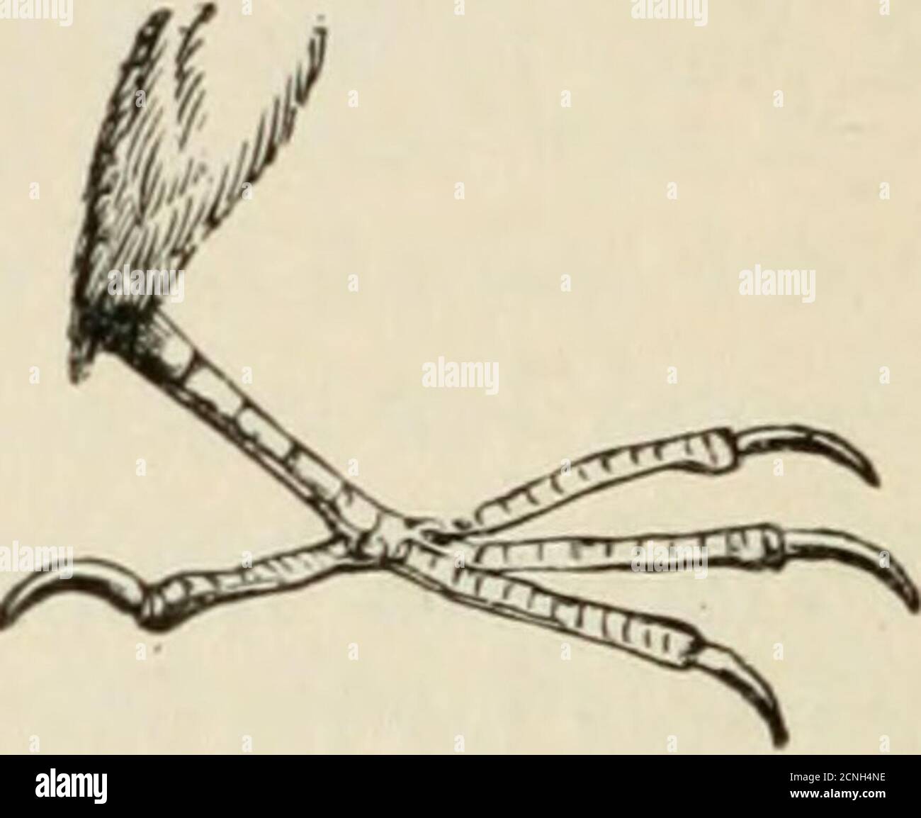 . British birds . Fig. 5.—Foot of Pelican. Fig. 6.—Foot ofPerching Bibd ...