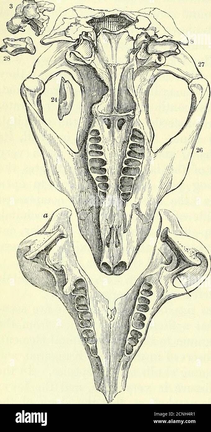 . On the anatomy of vertebrates [electronic resource] . e occipital re ...