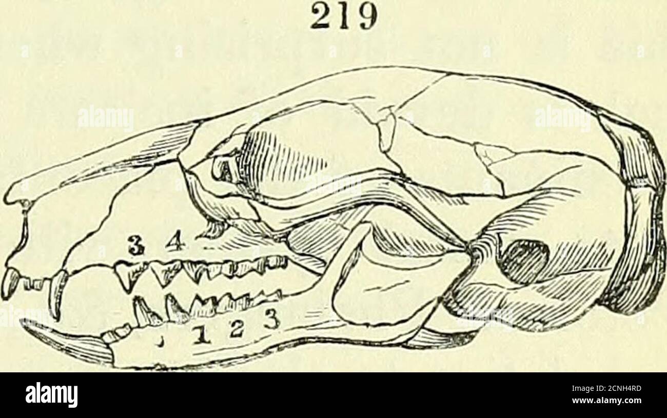 Petaurus dentition hi-res stock photography and images - Alamy